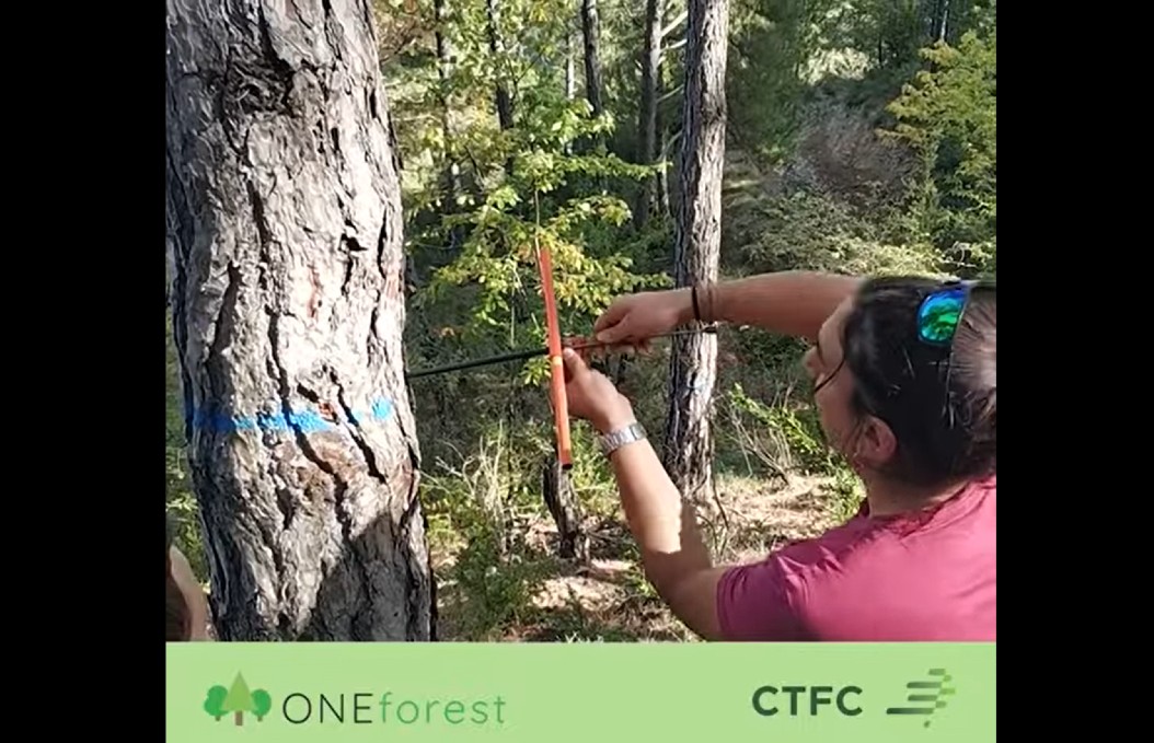 Work in progress by CTFC (video) | ONEforest